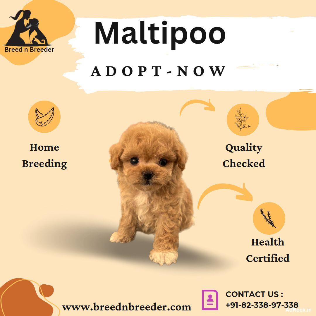 Buy online Maltipoo (Designer cross breed) dogs near you in Chennai